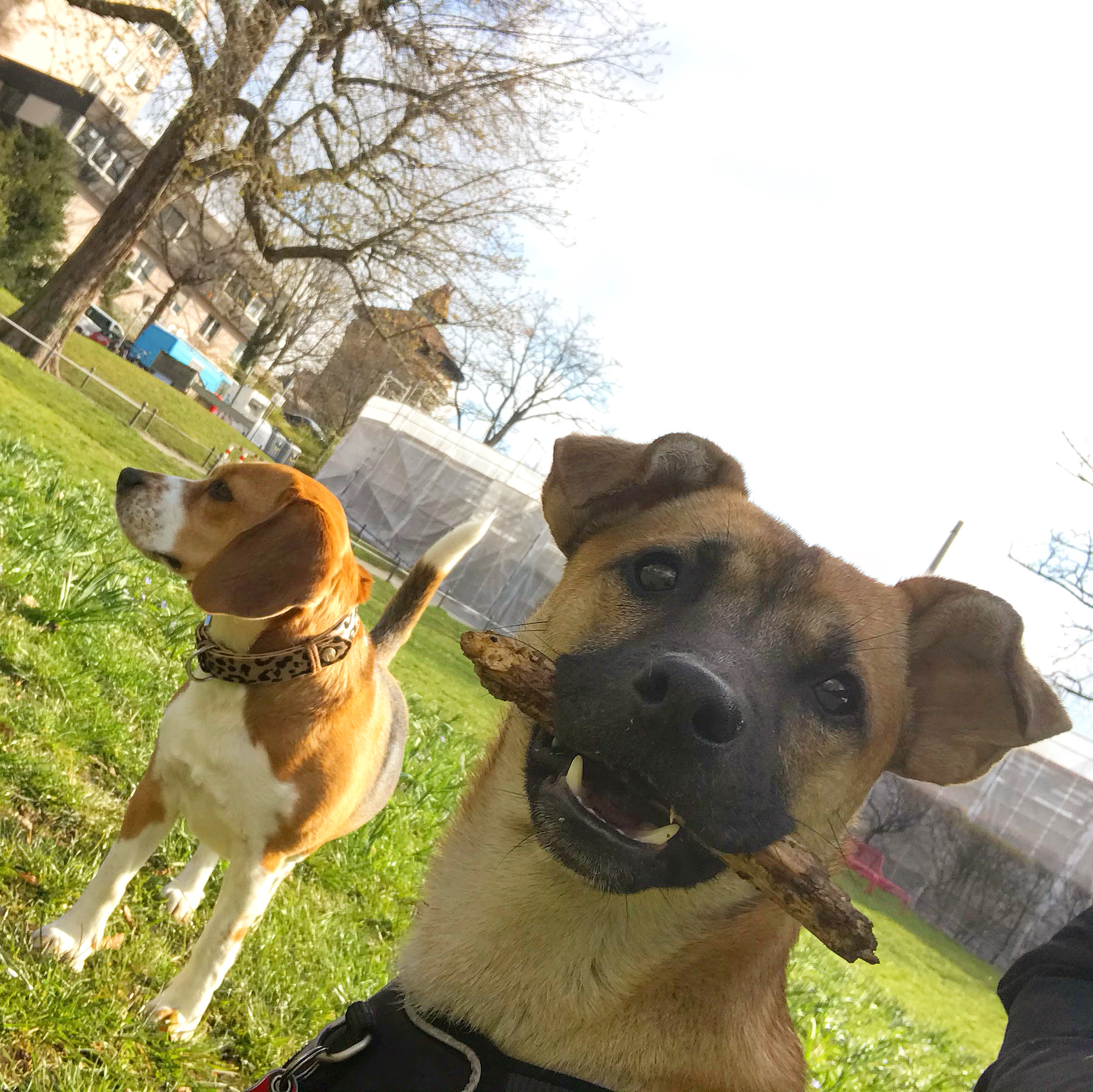 Wichtiger Baustein: Hundeernährungsberatung